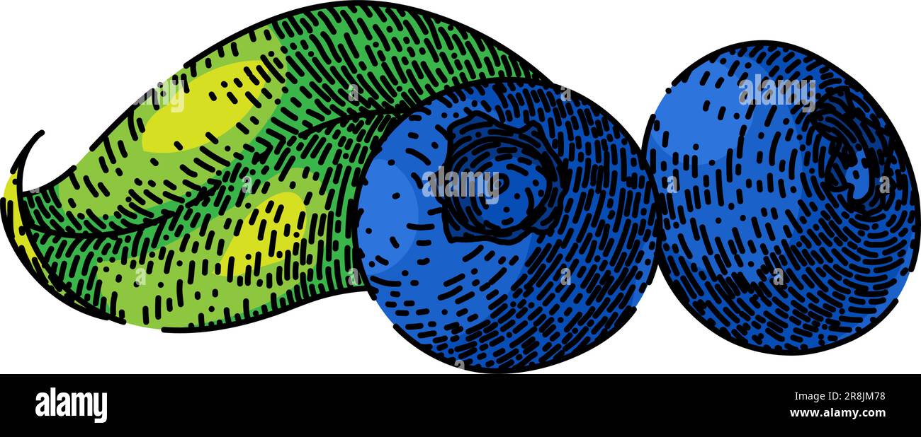 blueberry blue organic sketch hand drawn vector Stock Vector Image ...