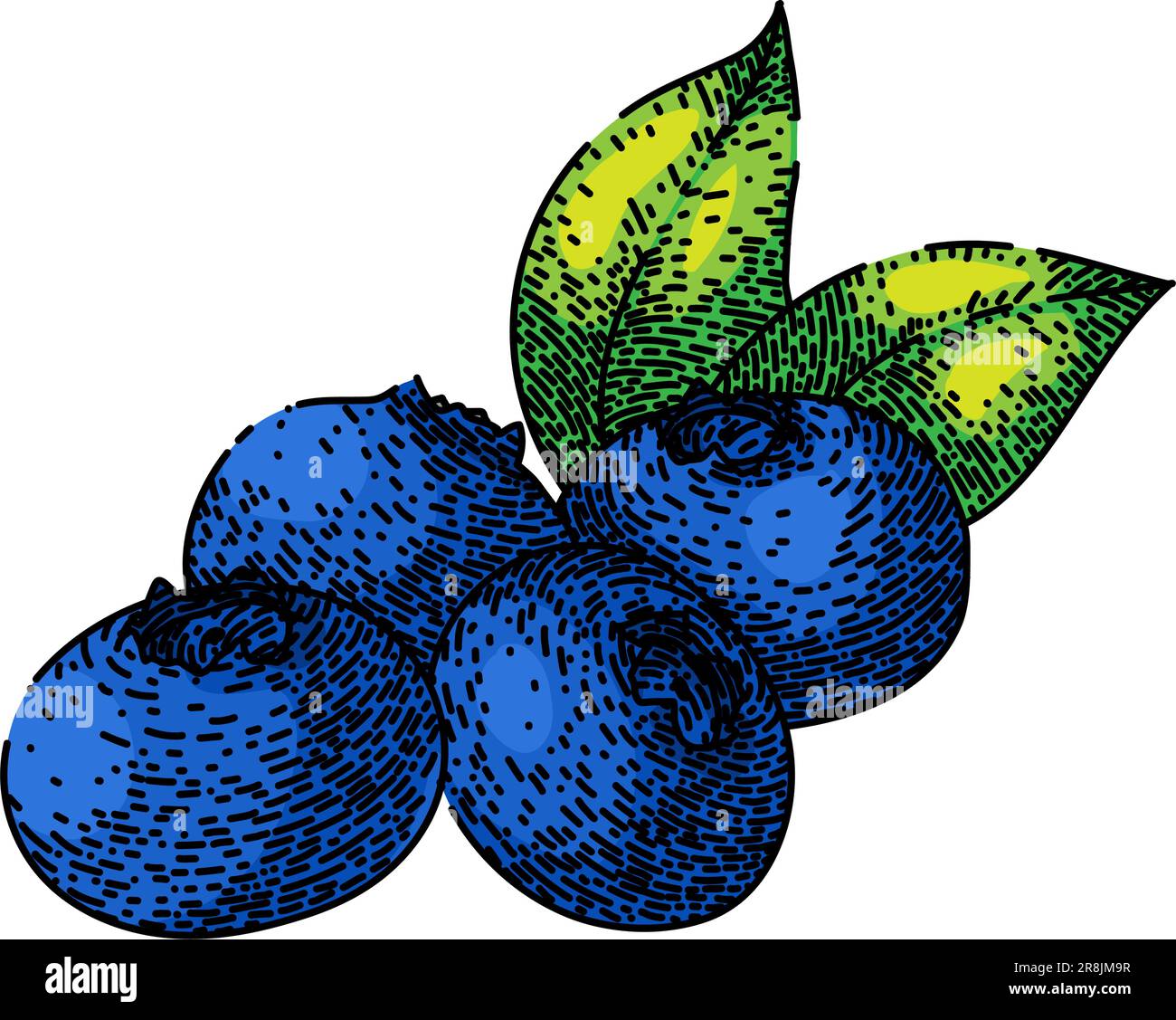blueberry blue forest sketch hand drawn vector Stock Vector Image & Art ...