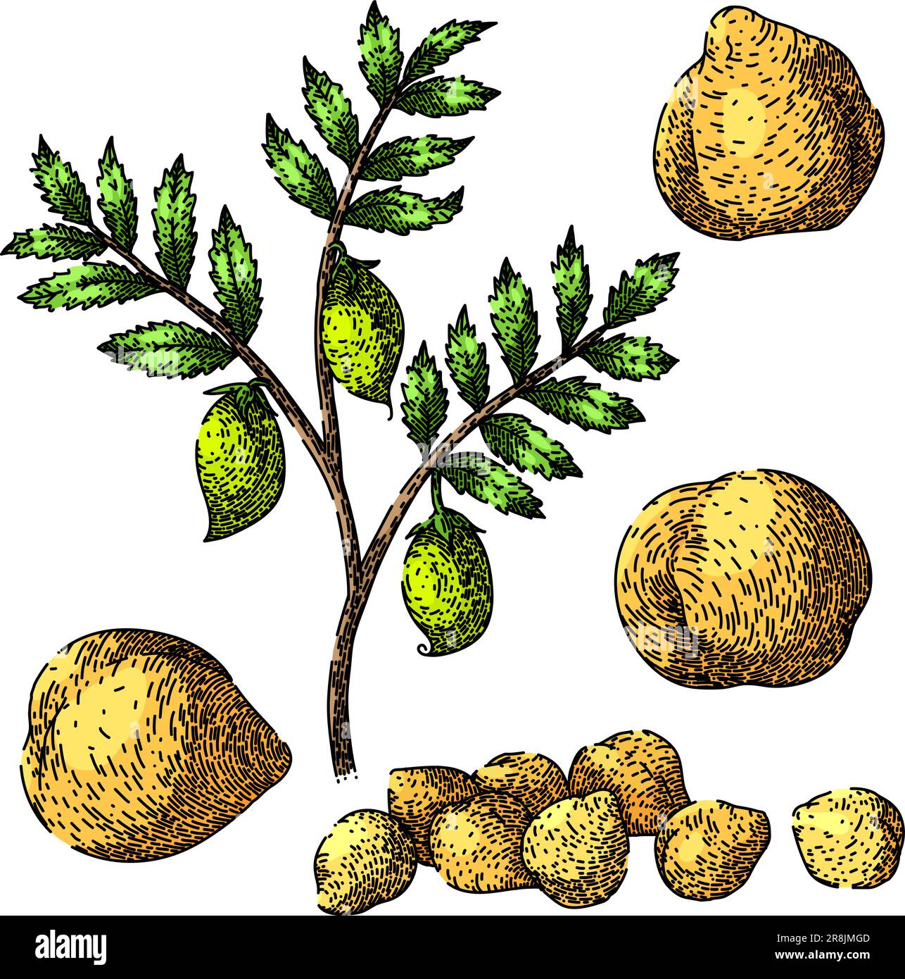 chickpea hummus set sketch hand drawn vector Stock Vector Image & Art ...