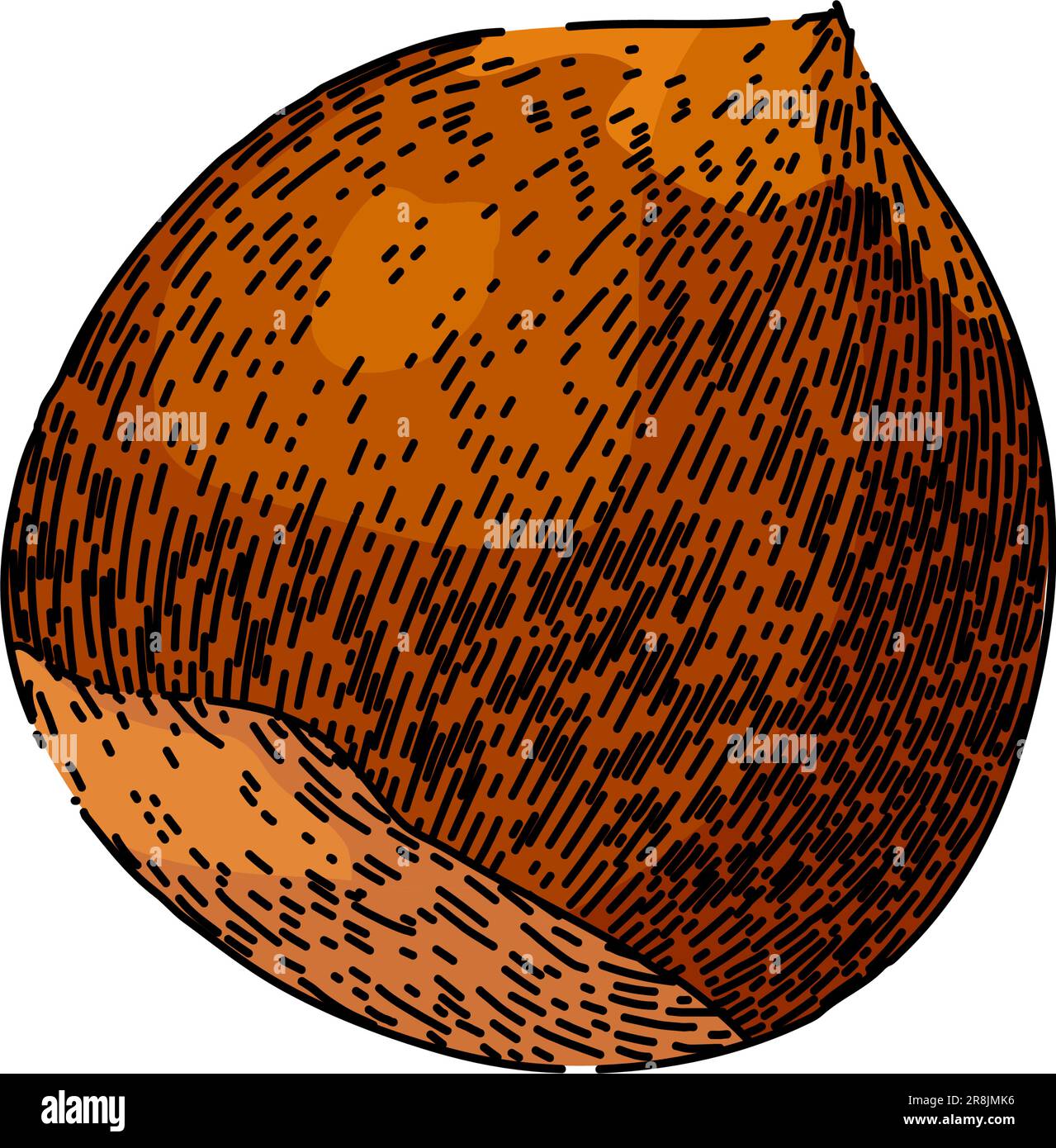 hazelnut nut food sketch hand drawn vector Stock Vector Image & Art - Alamy