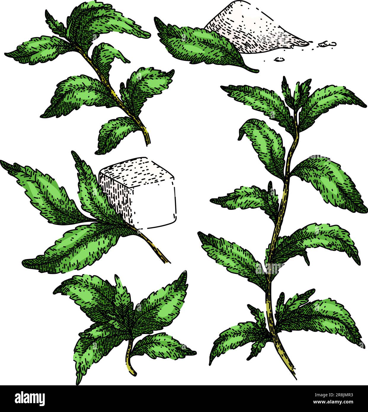 stevia plant leaf set sketch hand drawn vector Stock Vector Image & Art - Alamy