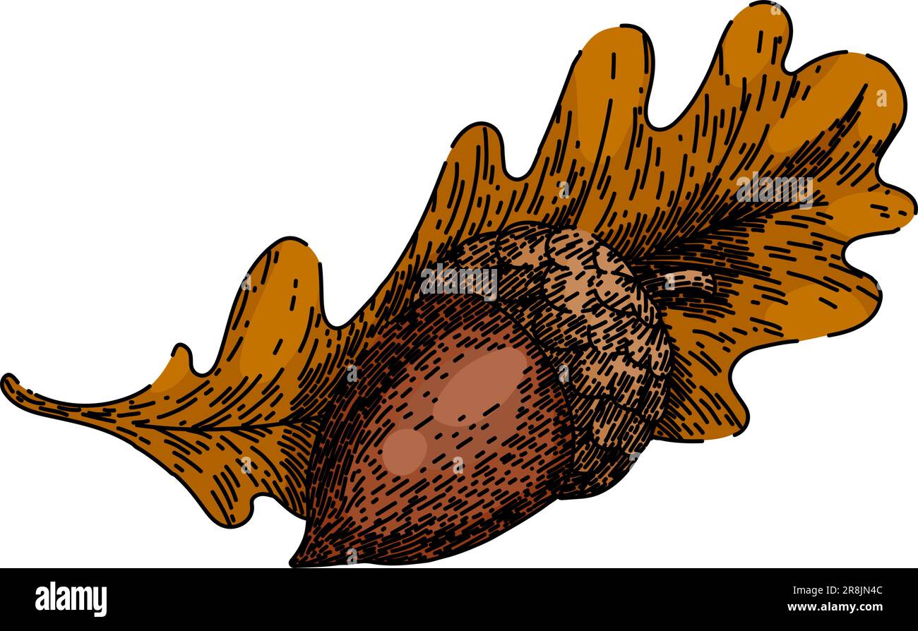 acorn nut leaf sketch hand drawn vector Stock Vector Image & Art - Alamy