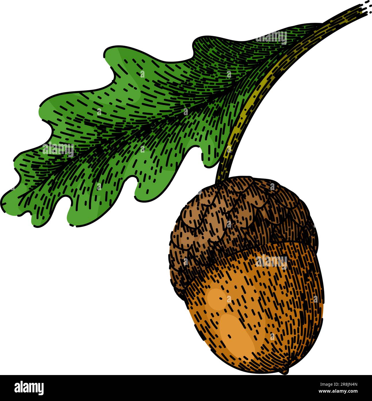 acorn nut green leaf sketch hand drawn vector Stock Vector Image & Art ...