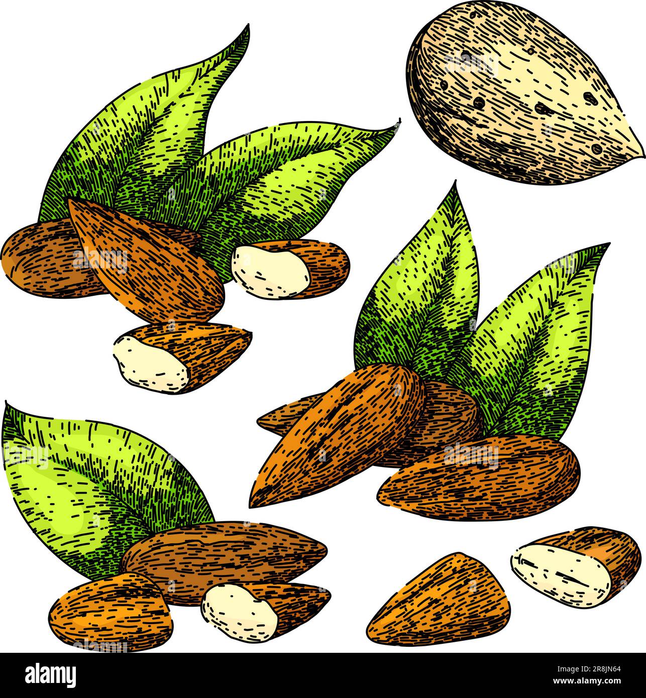 almond nut set sketch hand drawn vector Stock Vector Image & Art - Alamy almond nut set sketch hand drawn vector Stock Vector Image & Art - Alamy