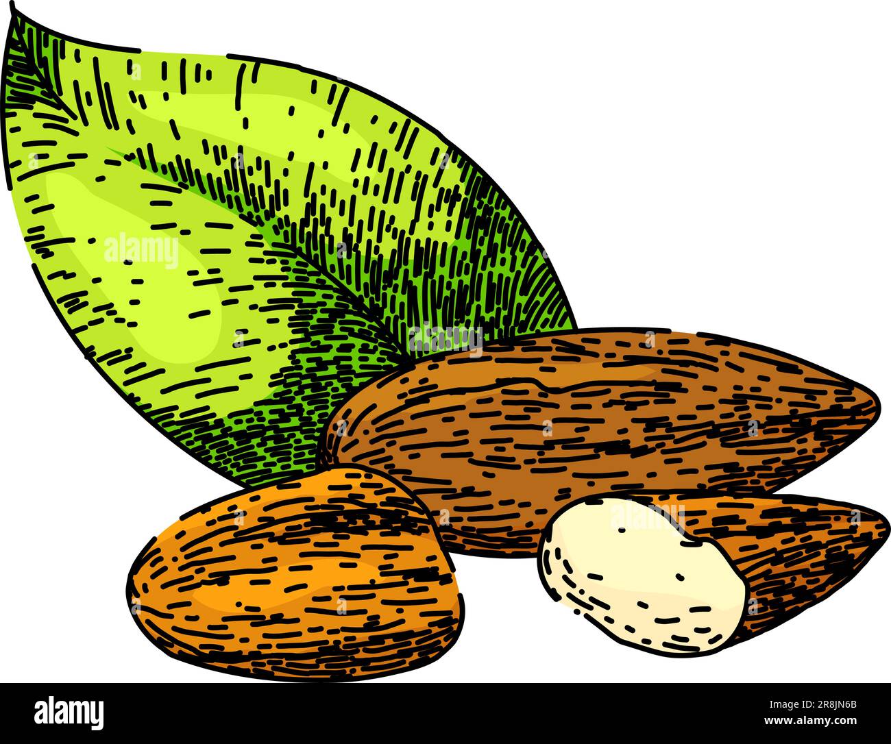almond nut food sketch hand drawn vector Stock Vector Image & Art - Alamy almond nut food sketch hand drawn vector Stock Vector Image & Art - Alamy