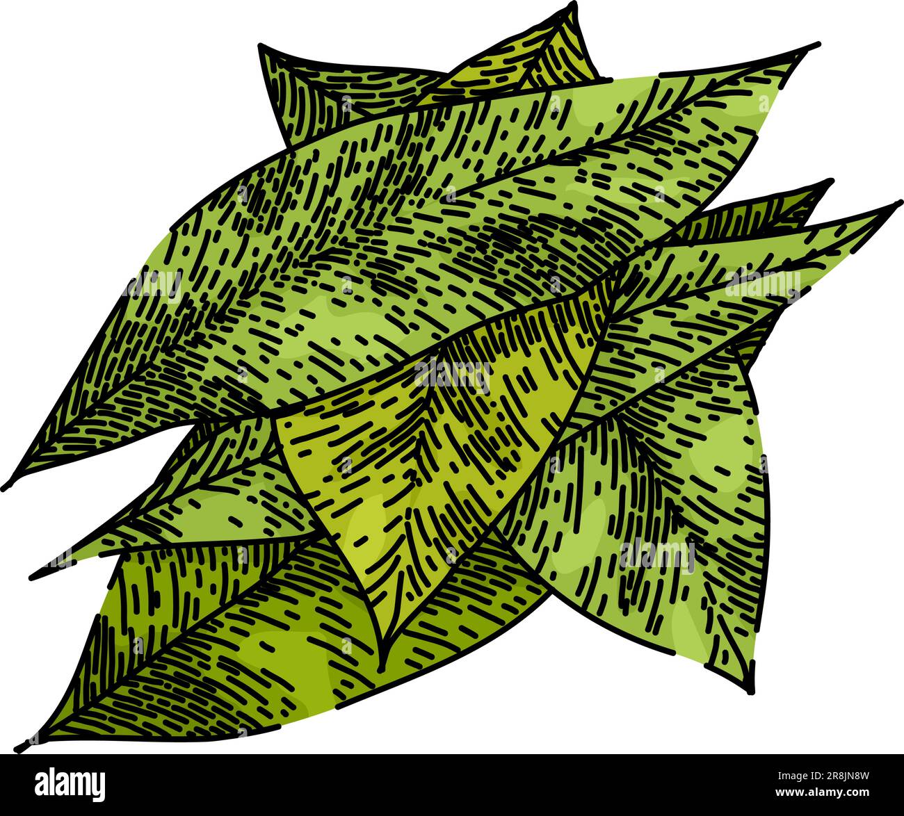 bay leaf herb green sketch hand drawn vector Stock Vector Image & Art ... bay leaf herb green sketch hand drawn vector Stock Vector Image & Art ...