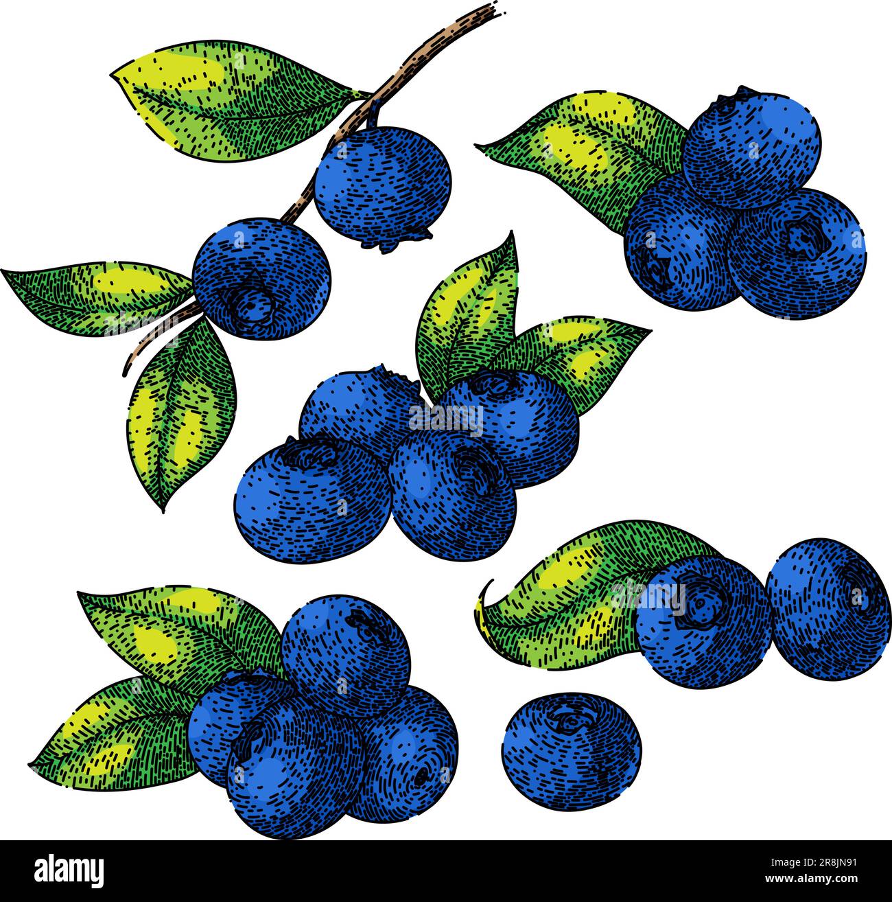 blueberry blue set sketch hand drawn vector Stock Vector Image & Art ...