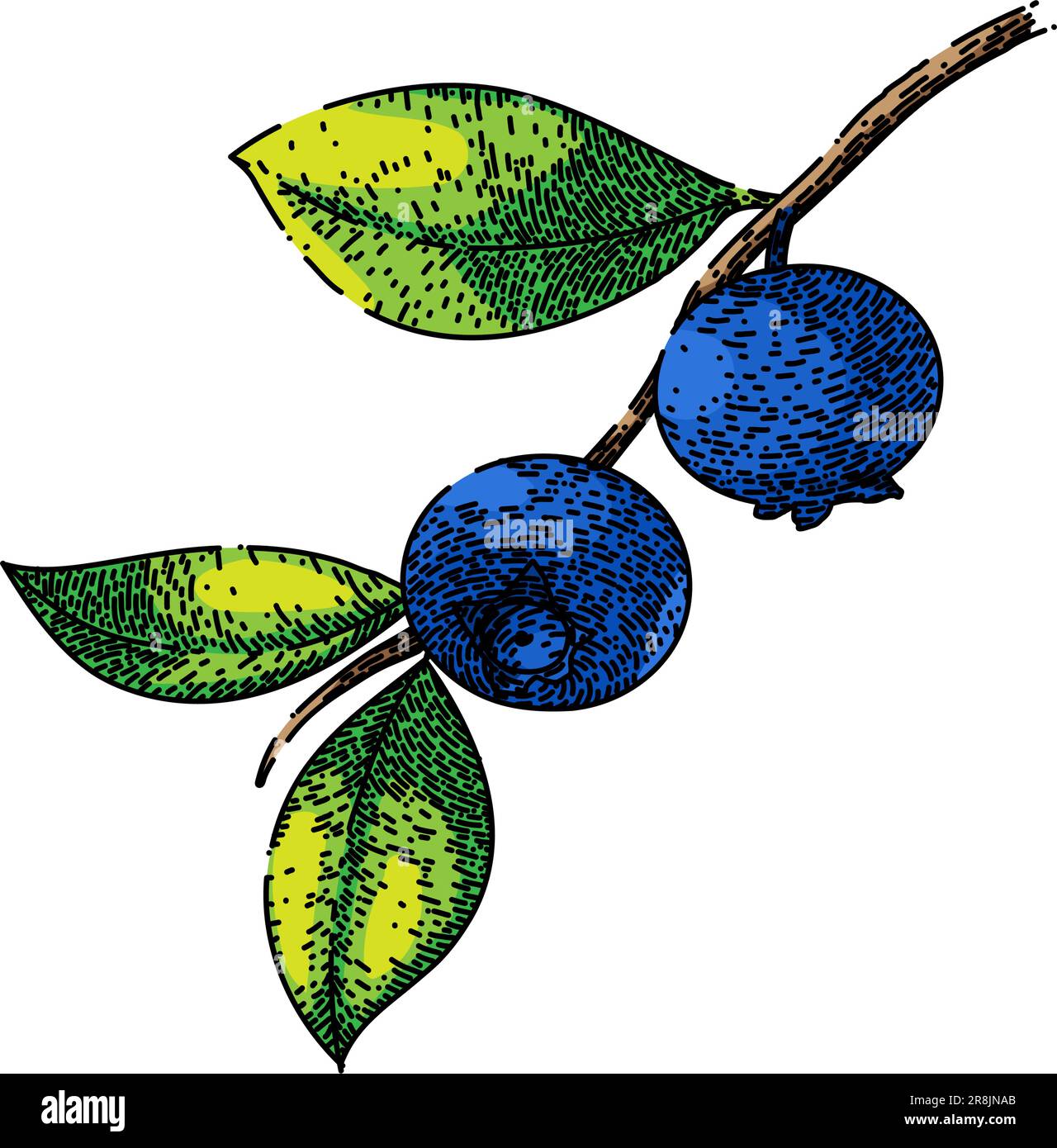 blueberry blue fresh hand drawn. bilberry berry, fruit leaf, bluberry ...