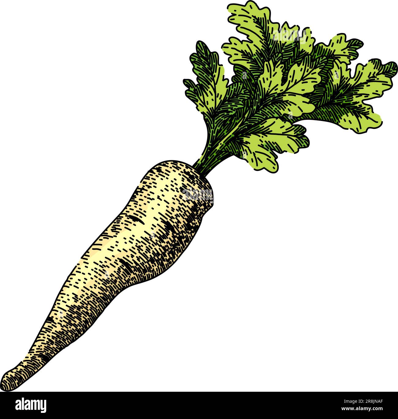 Pastinaca sativa parsnip root Stock Vector Images - Alamy
