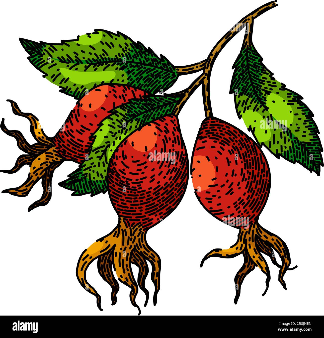 rosehip plant fresh sketch hand drawn vector Stock Vector Image & Art ...