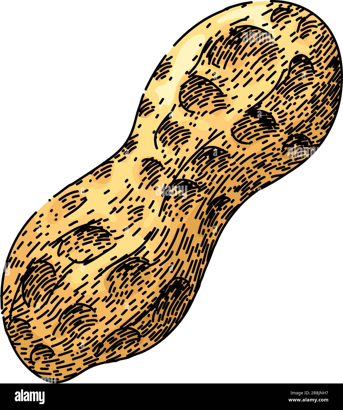 peanut nut food nutrition sketch hand drawn vector Stock Vector Image ...