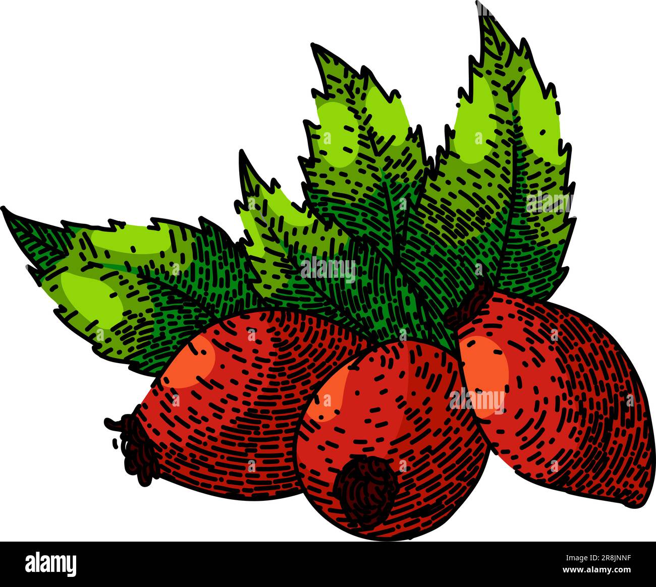 rosehip plant herbal sketch hand drawn vector Stock Vector Image & Art ...