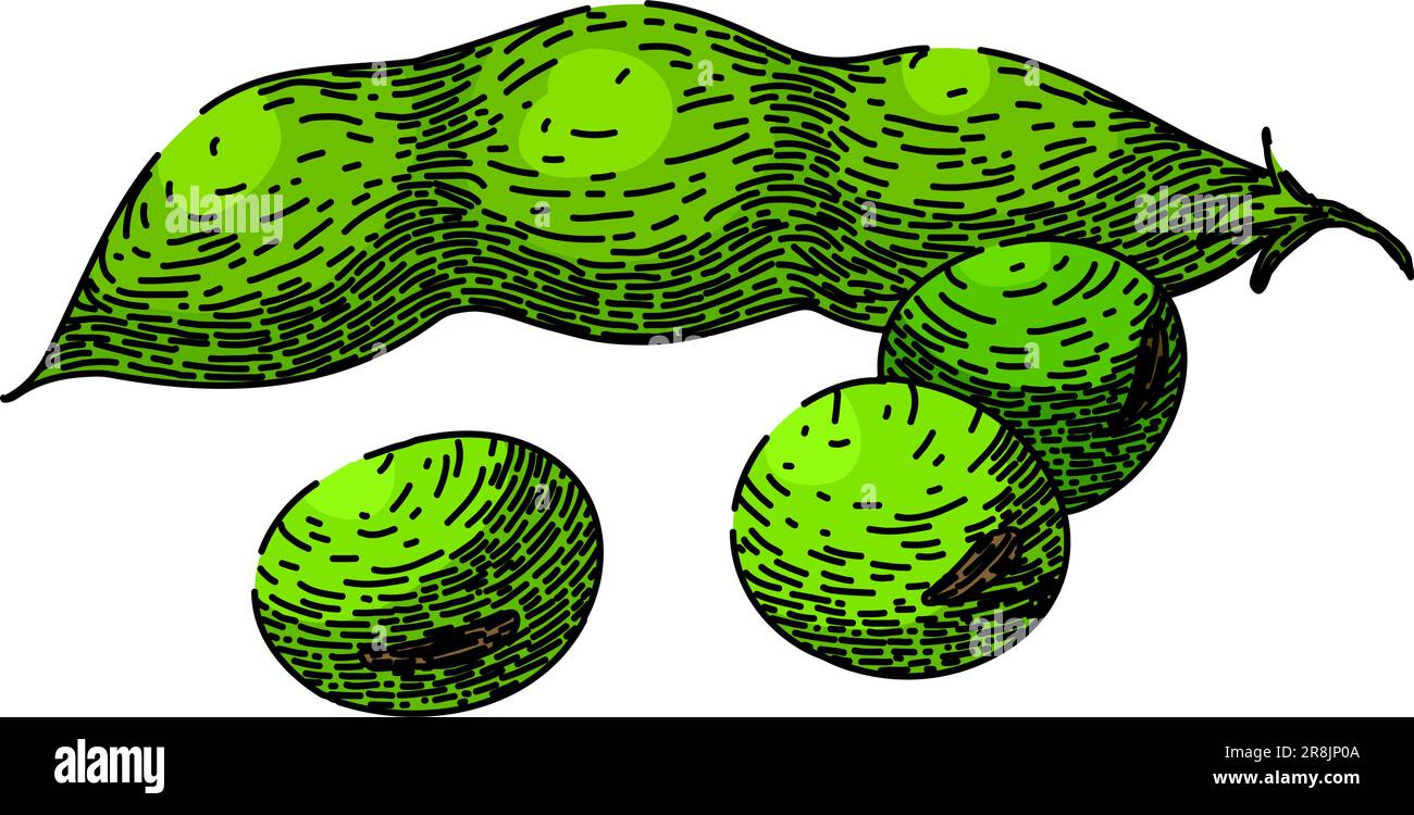 soya bean food plant sketch hand drawn vector Stock Vector Image & Art ...