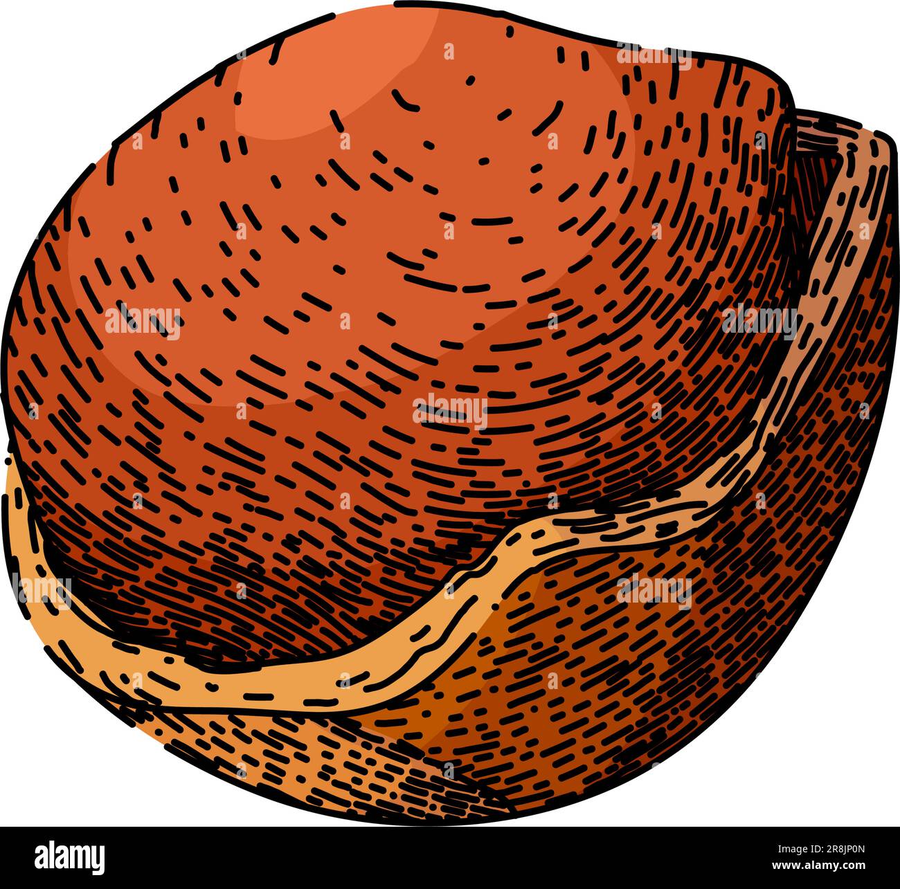 hazelnut nut sketch hand drawn vector Stock Vector Image & Art - Alamy