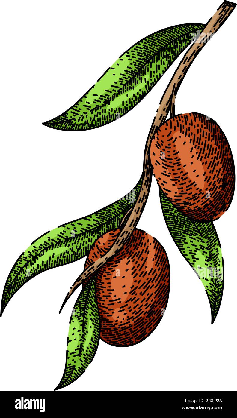 jojoba oil plant sketch hand drawn vector Stock Vector Image & Art - Alamy