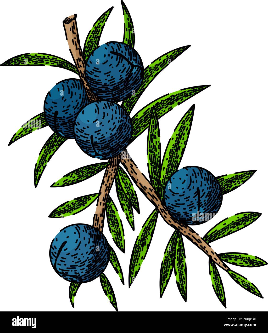 juniper berry gin sketch hand drawn vector Stock Vector Image & Art - Alamy