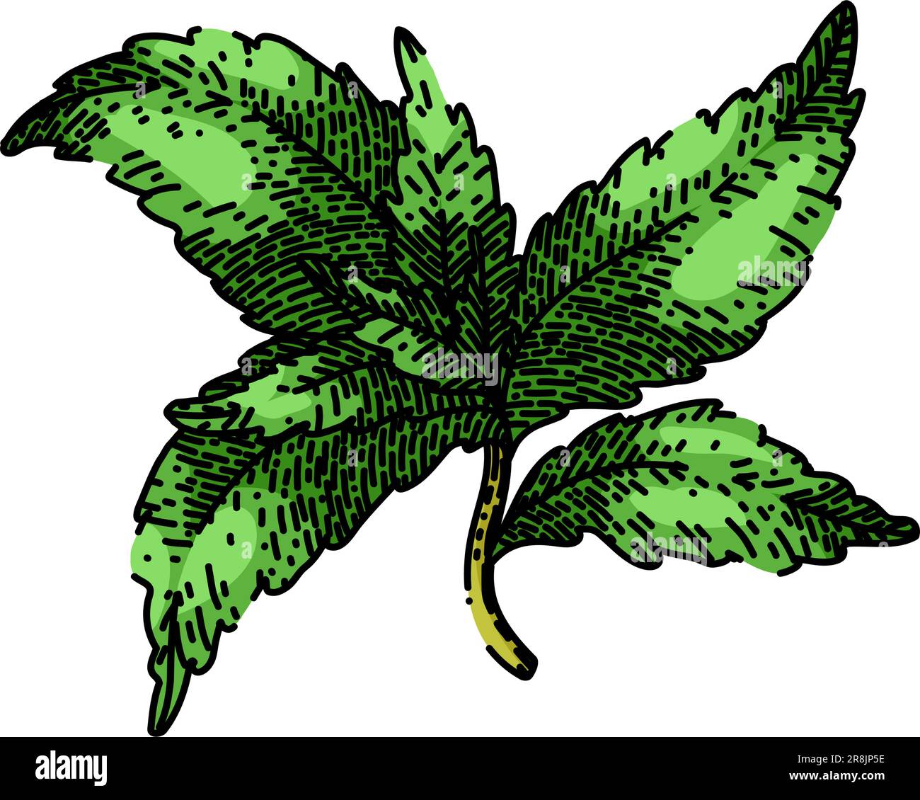 stevia leaf organic sketch hand drawn vector Stock Vector Image & Art - Alamy