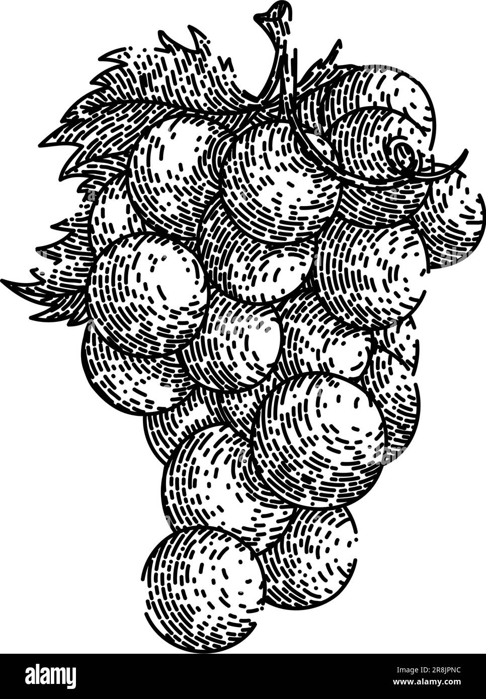 grape bunch red sketch hand drawn vector Stock Vector Image & Art - Alamy