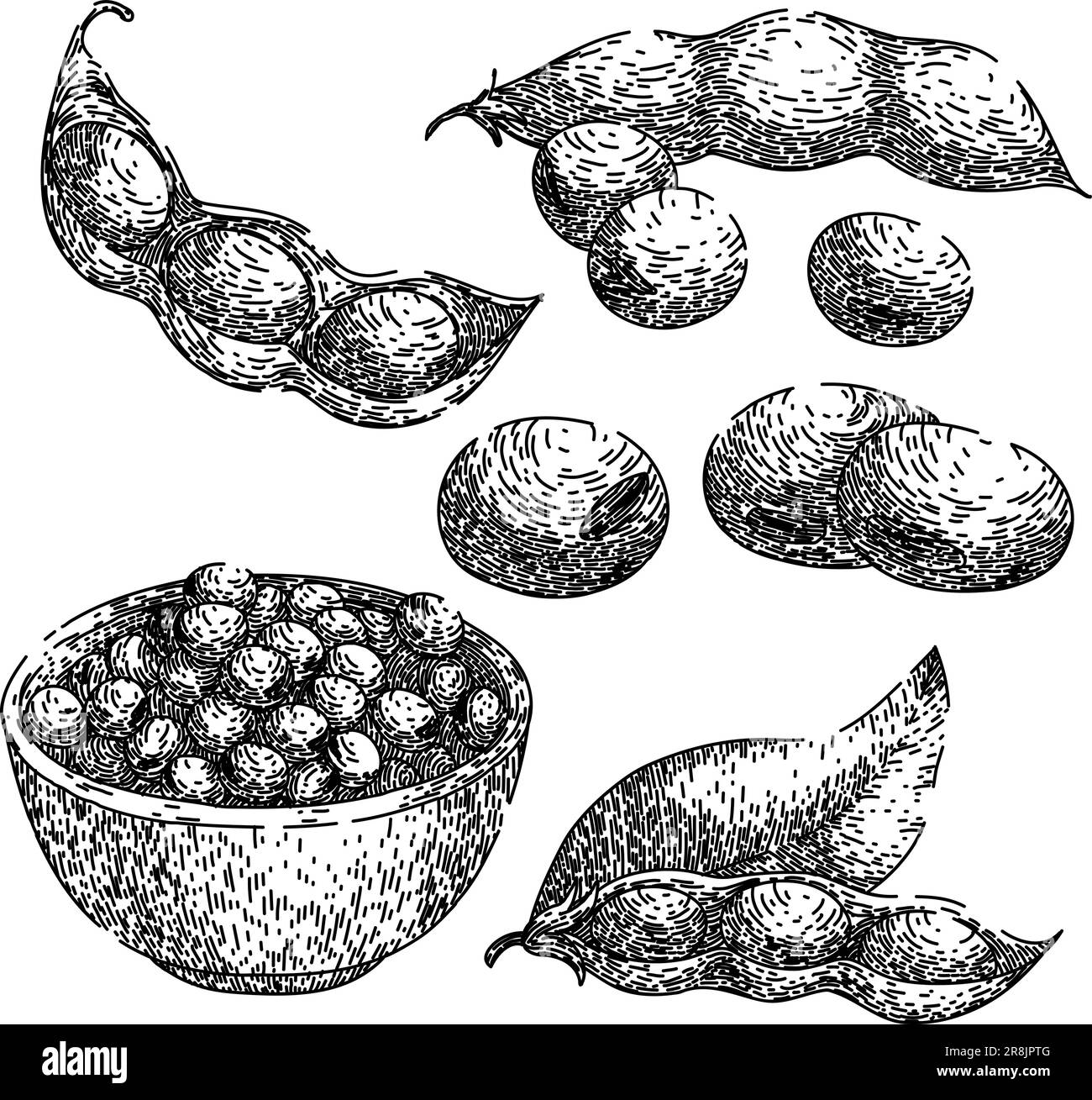 soya bean food set sketch hand drawn vector Stock Vector Image & Art ...