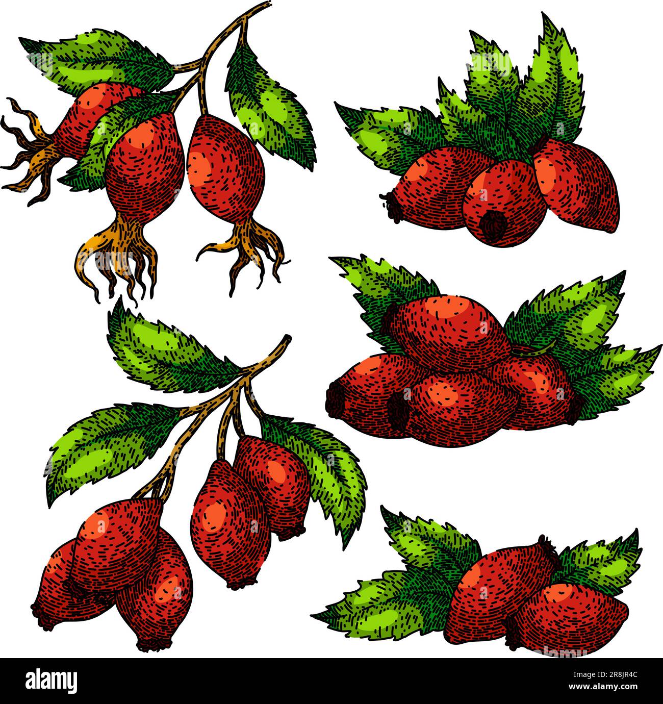 rosehip plant leaf set sketch hand drawn vector Stock Vector Image ...