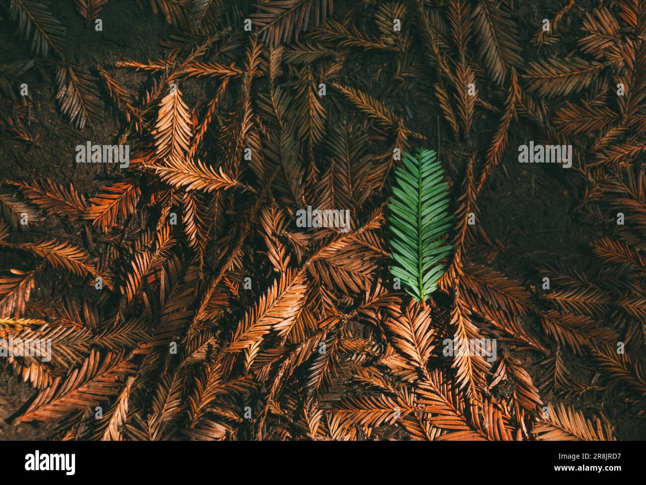 Picture Nice Green Leaf on a Background of Orange and Dry Fallen Leaves ...