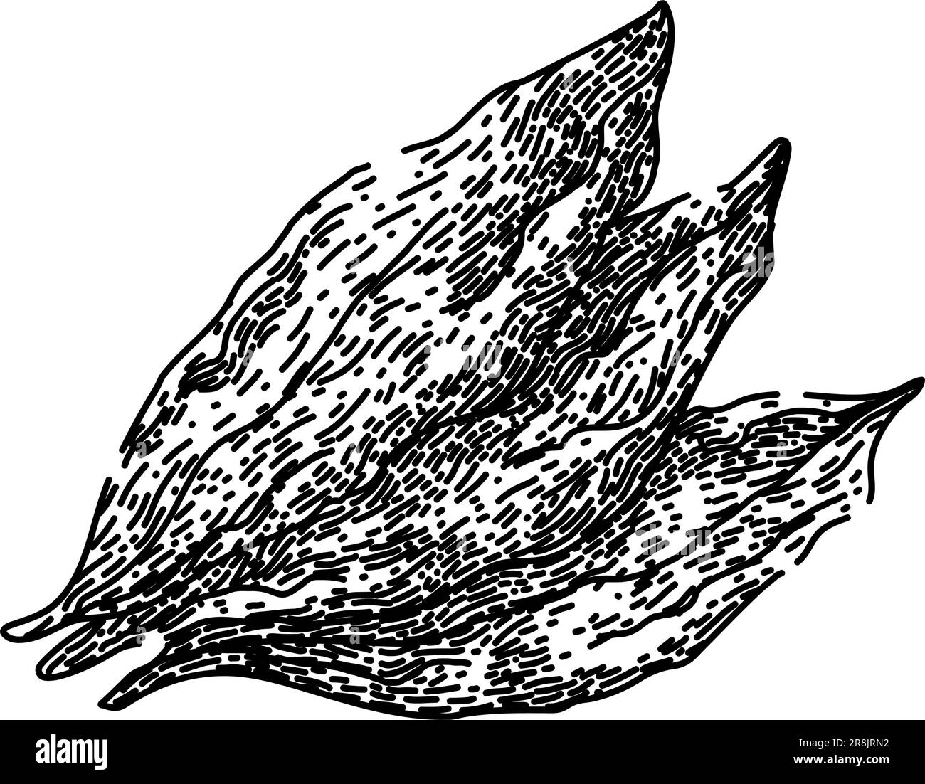 tobacco leaf dry sketch hand drawn vector Stock Vector Image & Art - Alamy
