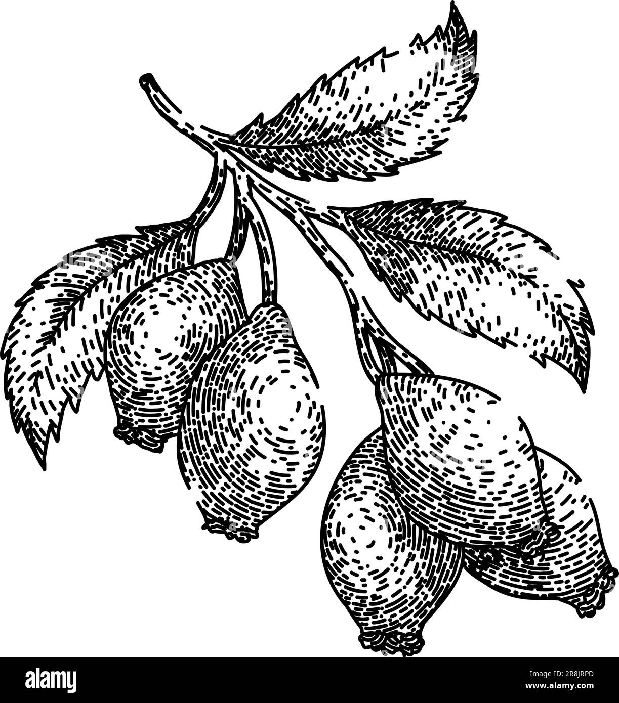 rosehip plant leaf sketch hand drawn vector Stock Vector Image & Art ...