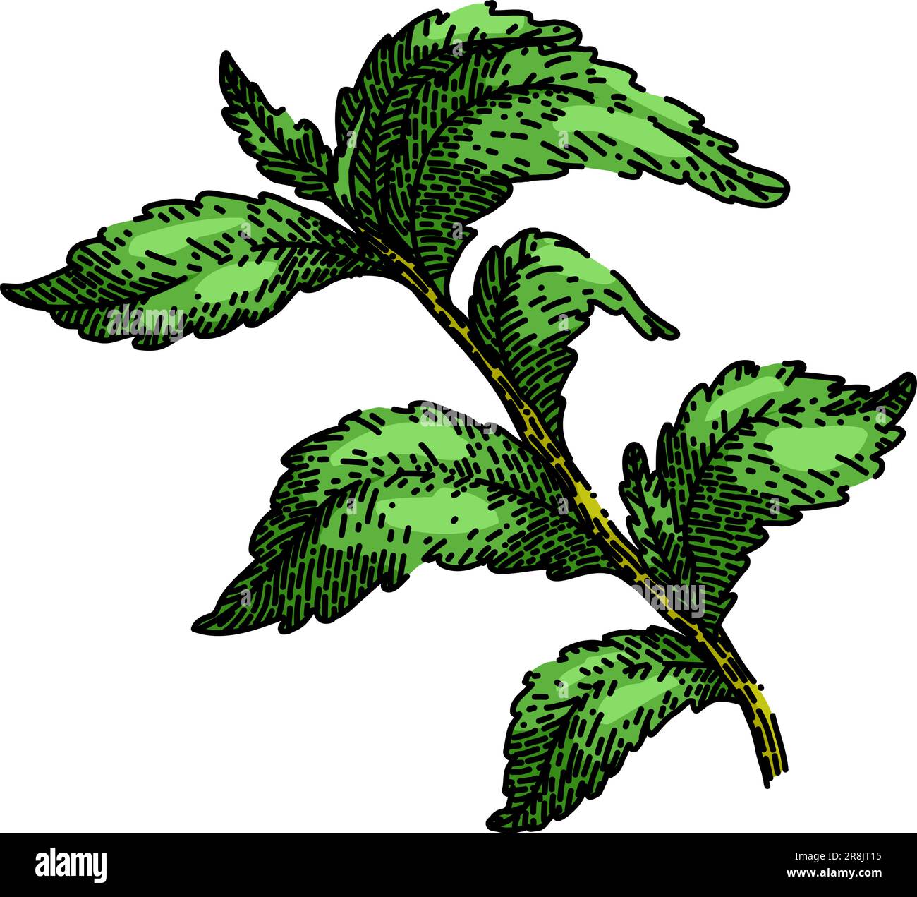 stevia leaf green sketch hand drawn vector Stock Vector Image & Art - Alamy