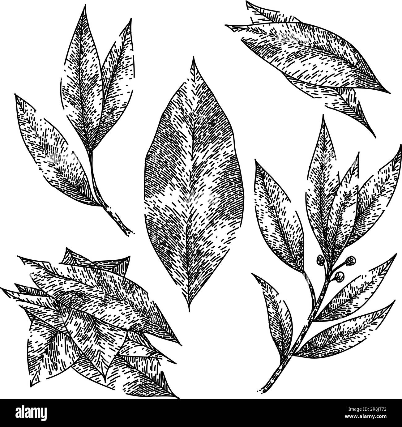 bay leaf herb set hand drawn. laurel leaves, dry green, top fresh, tree ... bay leaf herb set hand drawn. laurel leaves, dry green, top fresh, tree ...