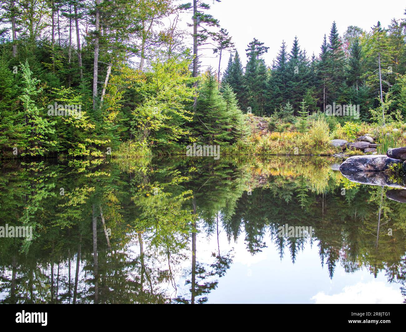 Trees and rocks of the Adirondack Mountains in Upstate New York, USA ...