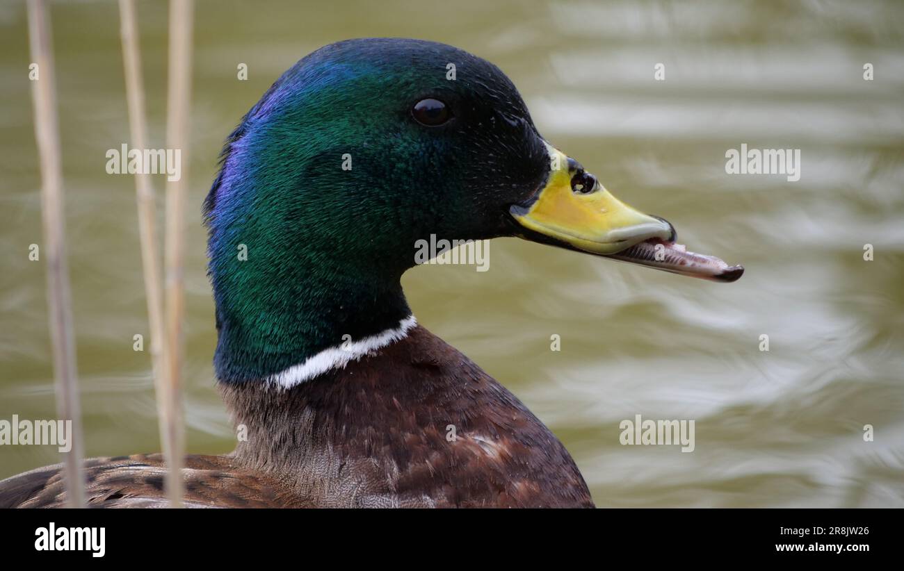 A close-up of a duck standing next to a pond with its tongue protruding ...