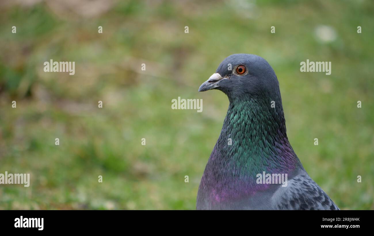 Green winged pigeon hi-res stock photography and images - Alamy