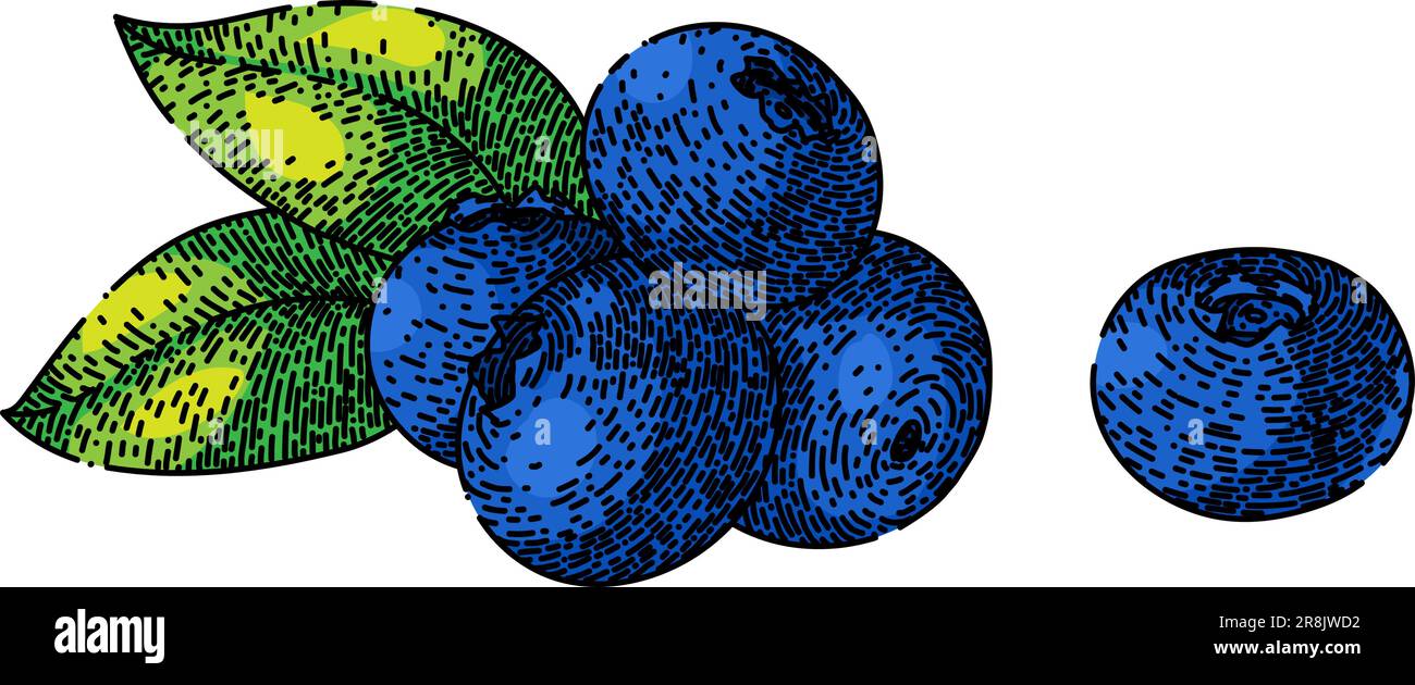 blueberry blue pile sketch hand drawn vector Stock Vector Image & Art ...
