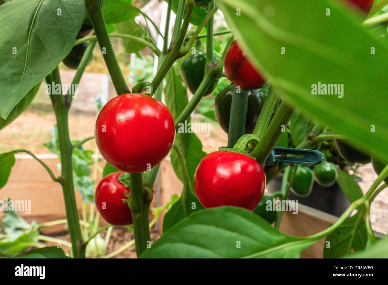 bell pepper mini.Red peppercorns on a bush in a summer garden.Mini ...