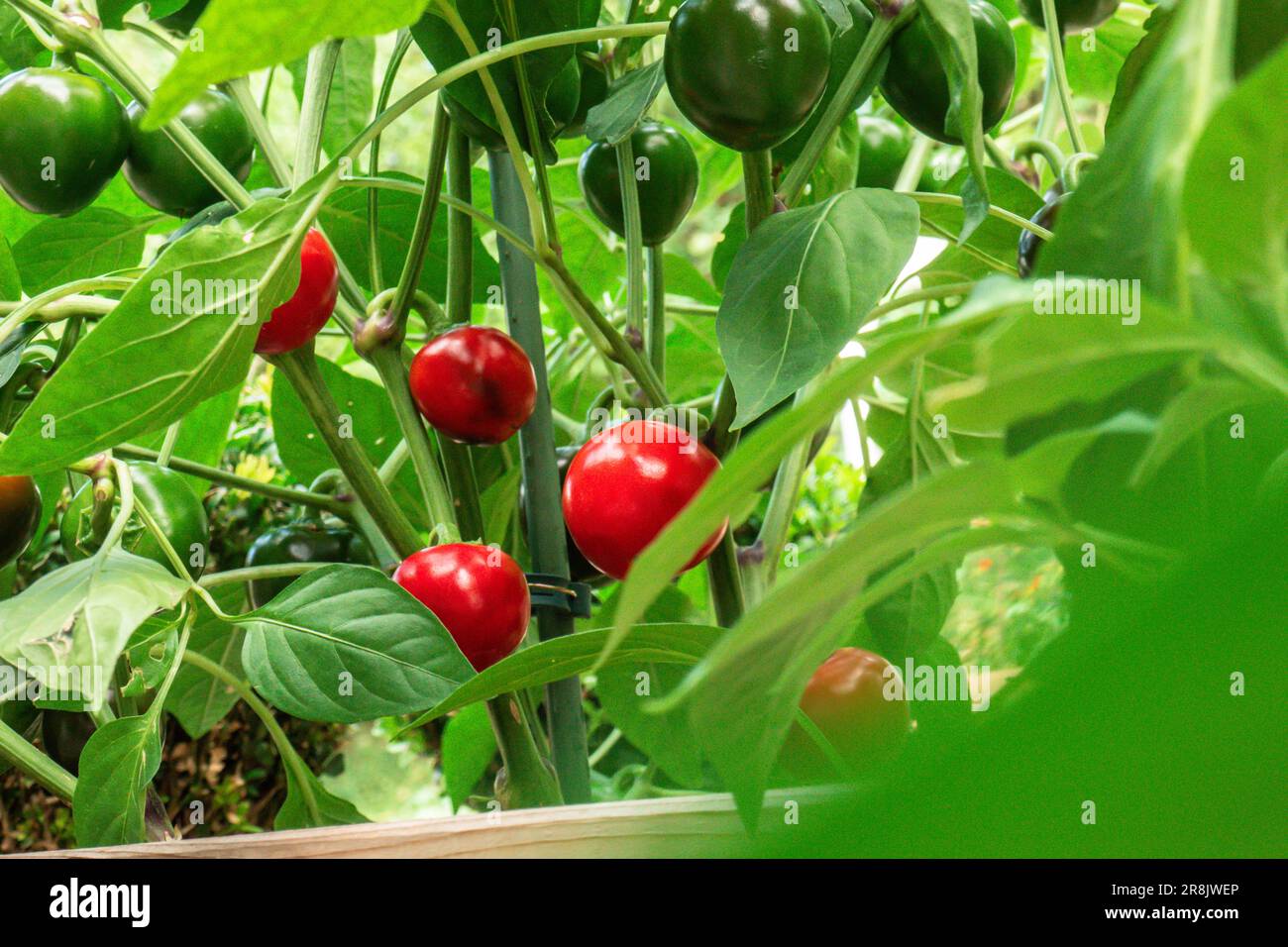 bell pepper mini.Red peppercorns on a bush in a summer garden.Mini ...