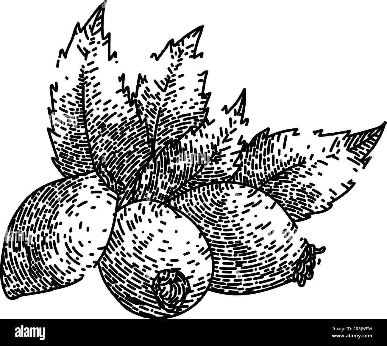 rosehip plant herbal sketch hand drawn vector Stock Vector Image & Art ...