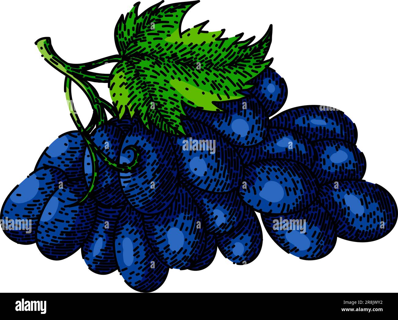 grape bunch blue sketch hand drawn vector Stock Vector Image & Art - Alamy