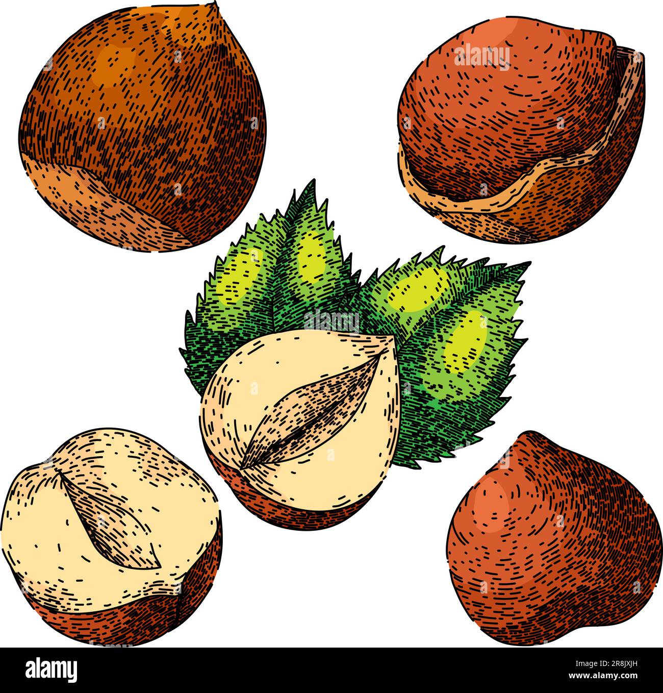 hazelnut nut set sketch hand drawn vector Stock Vector Image & Art - Alamy