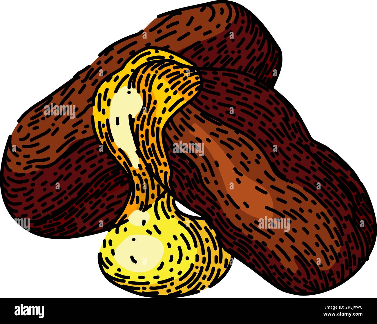 jojoba oil seed sketch hand drawn vector Stock Vector Image & Art - Alamy