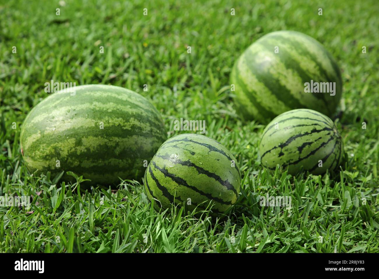 Delicious ripe watermelons on green grass outdoors Stock Photo - Alamy
