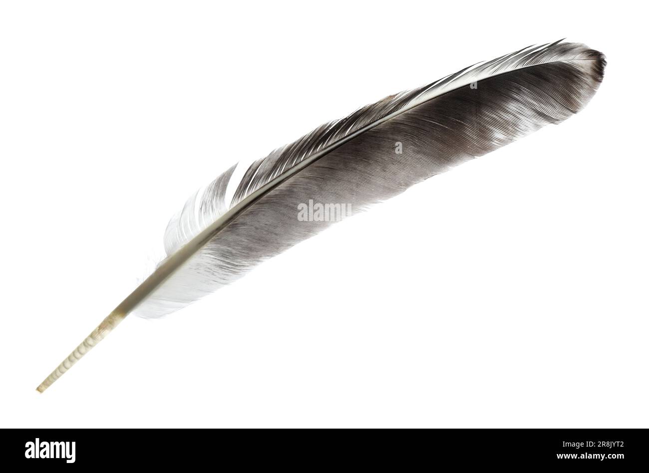 Beautiful grey bird feather isolated on white Stock Photo - Alamy