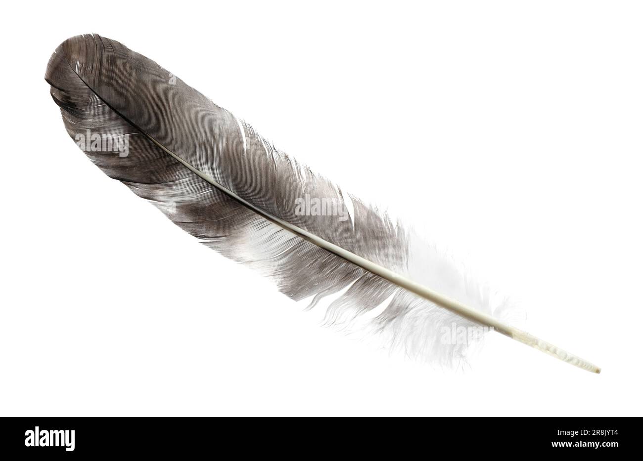 Beautiful grey bird feather isolated on white Stock Photo - Alamy