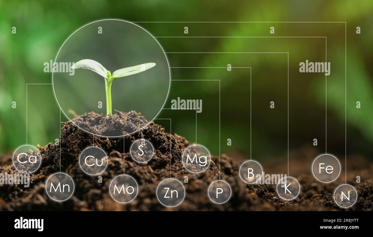 Young seedling growing in soil and scheme with chemical elements Stock ...