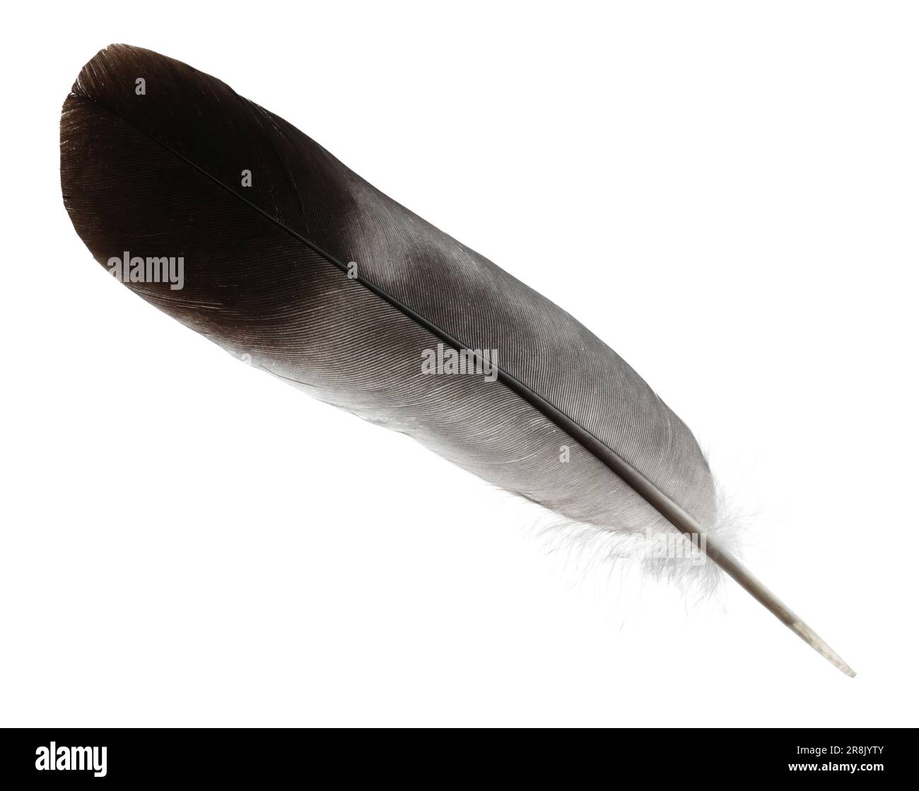 Beautiful grey bird feather isolated on white Stock Photo - Alamy
