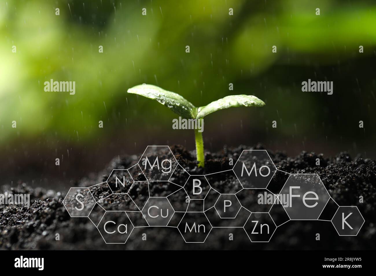 Young seedling growing in soil and scheme with chemical elements Stock ...