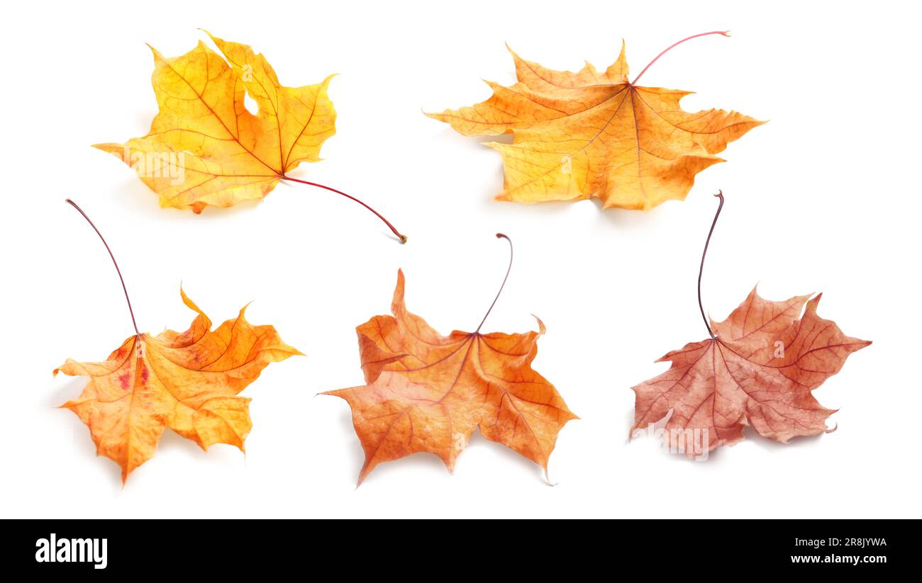 Collage with fallen autumn leaves on white background Stock Photo - Alamy