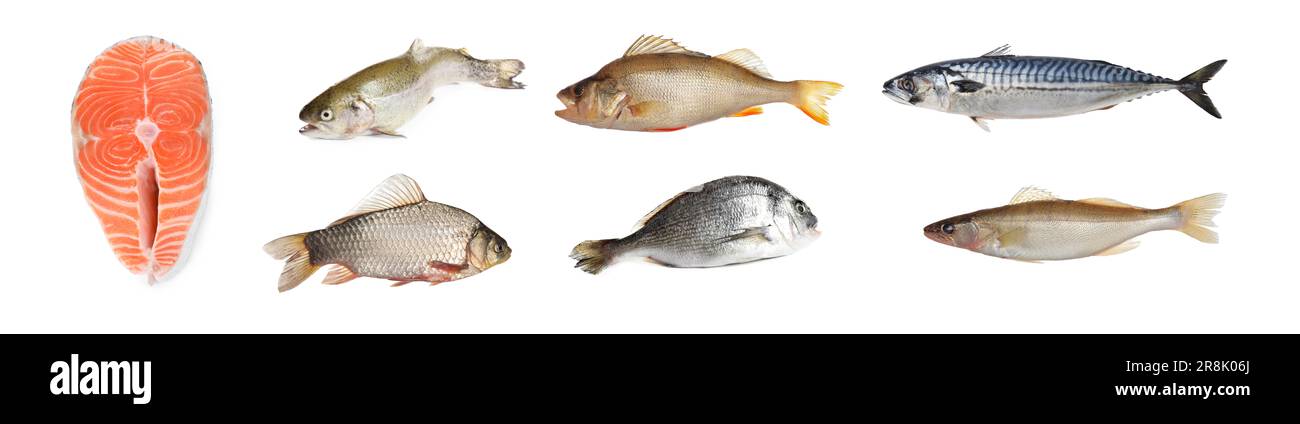 Collage with different types of raw fish on white background Stock ...