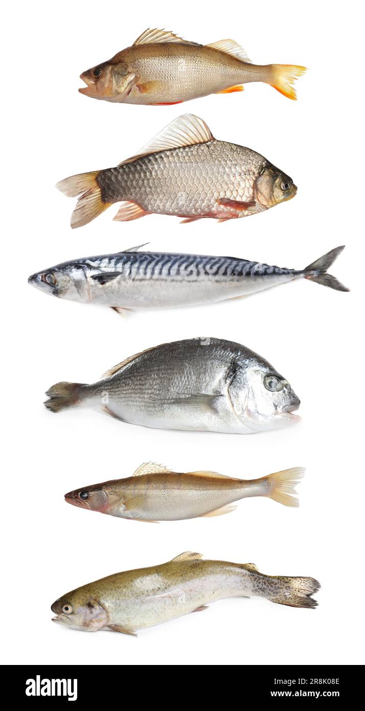 Collage with different types of raw fish on white background Stock ...