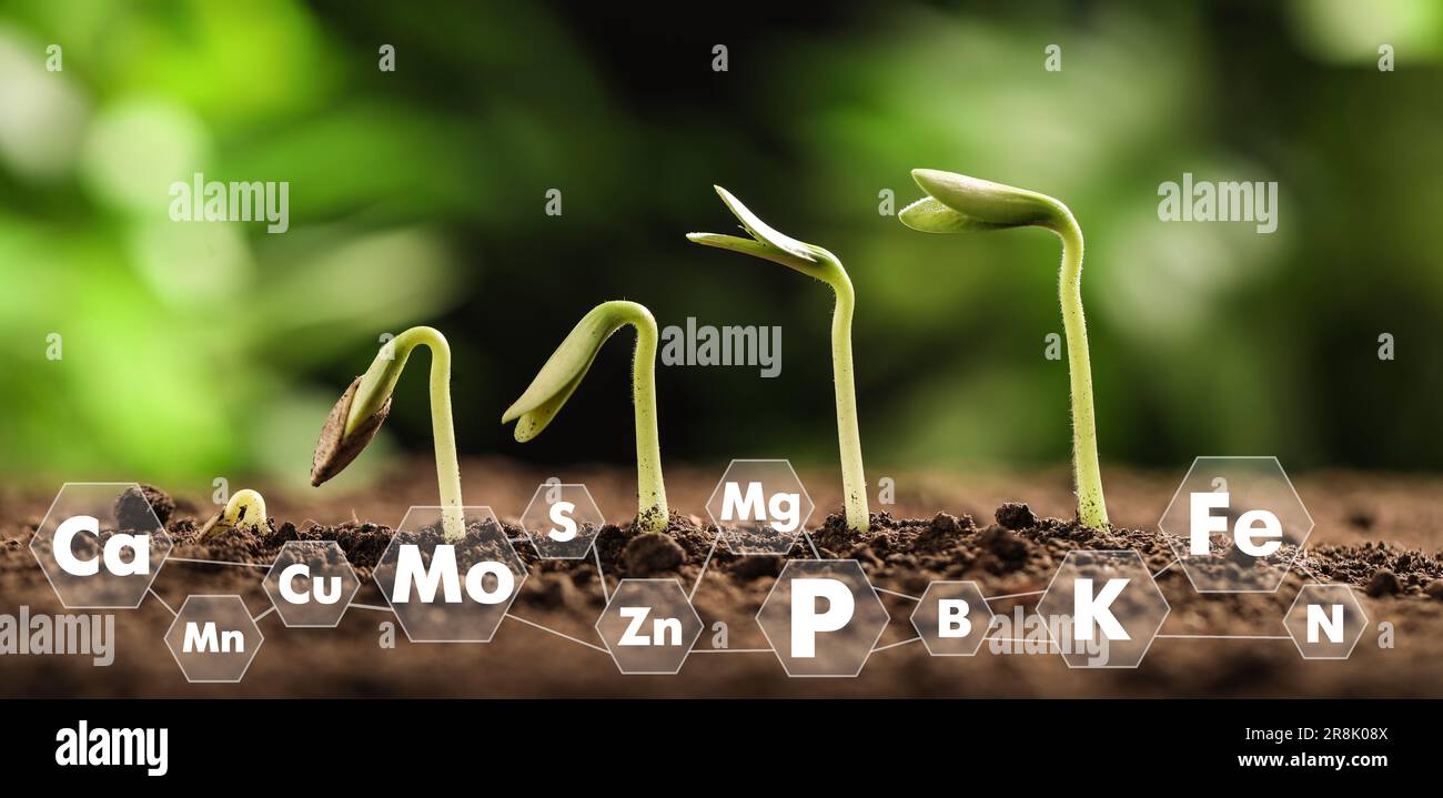 Seed germination test hi-res stock photography and images - Alamy