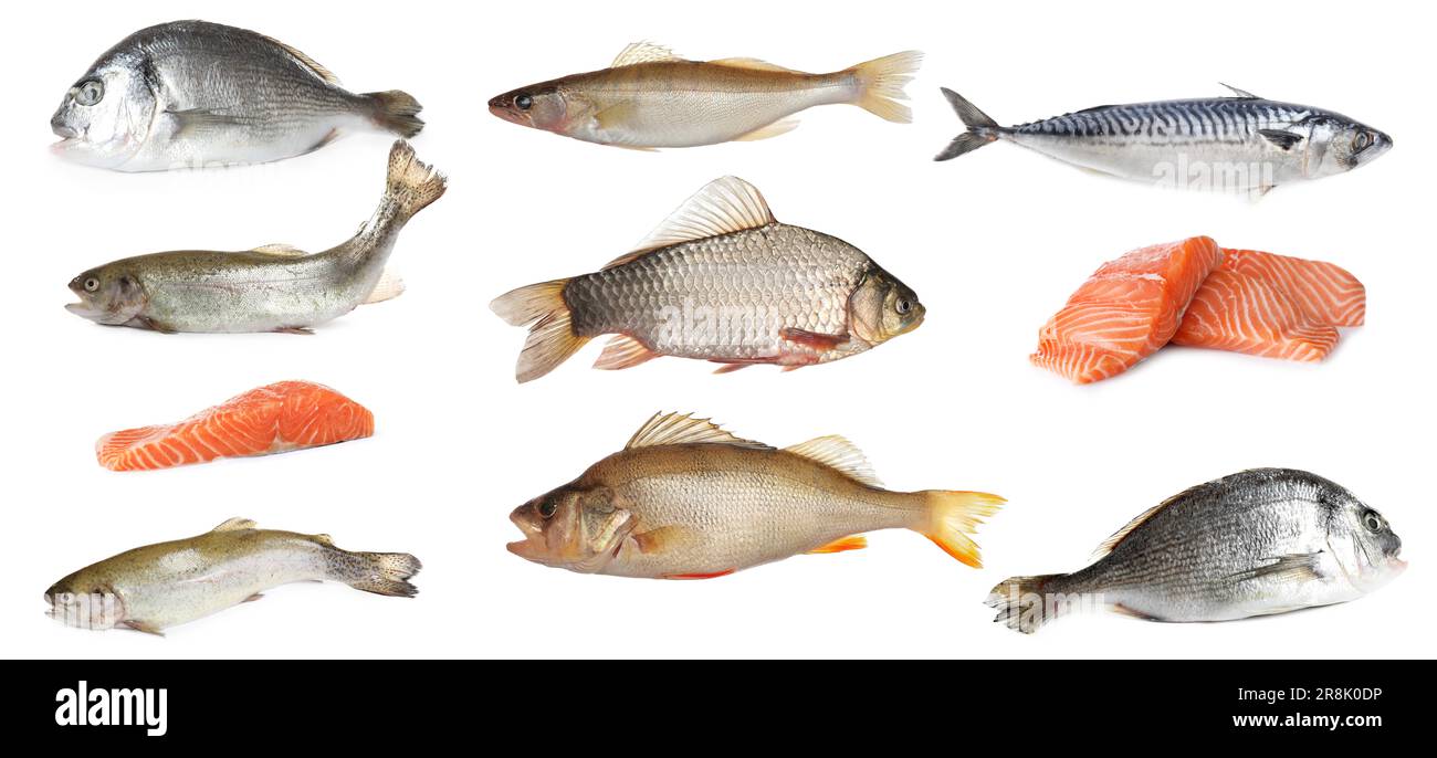 Collage with different types of raw fish on white background Stock ...